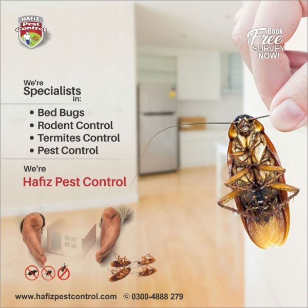 Pest Control Charges Services Cost & Packages of Termite Treatment