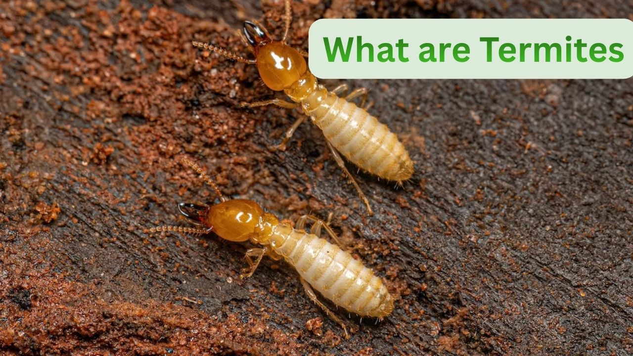 What Are Termites (Deemak)? Signs, Life Cycle & Prevention